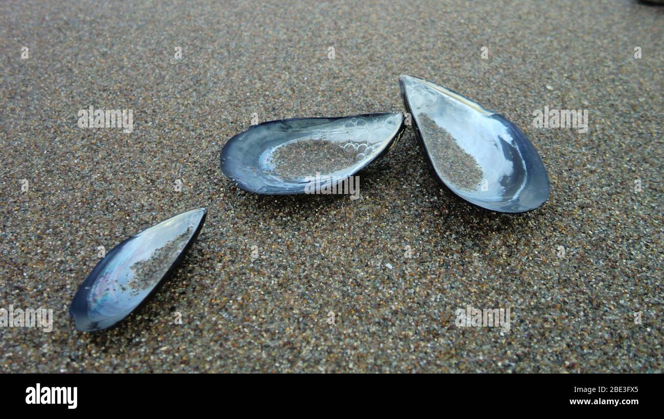 Starfish mussels mussel shells hi-res stock photography and images - Alamy