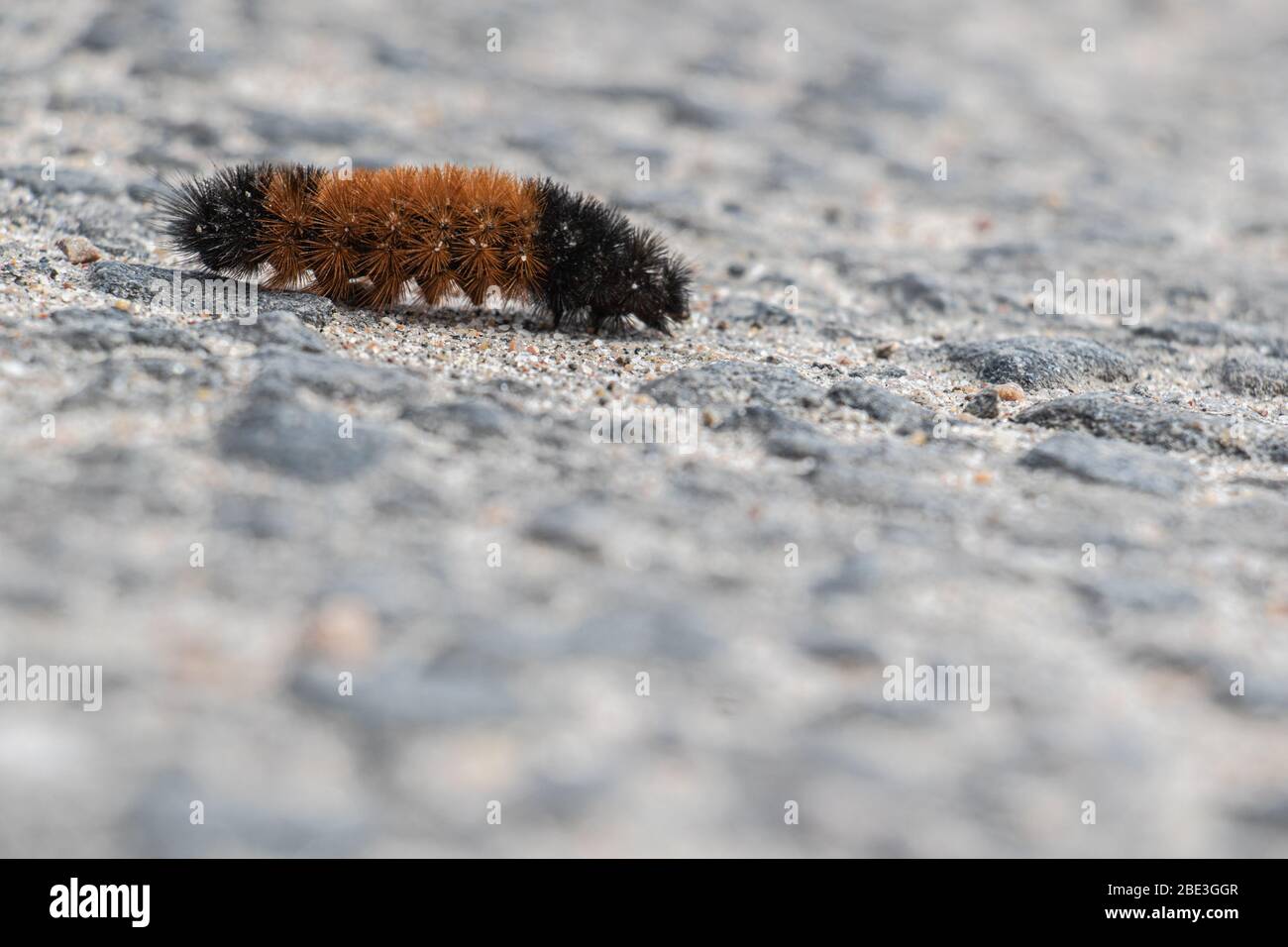 Woolly bear hi-res stock photography and images - Alamy