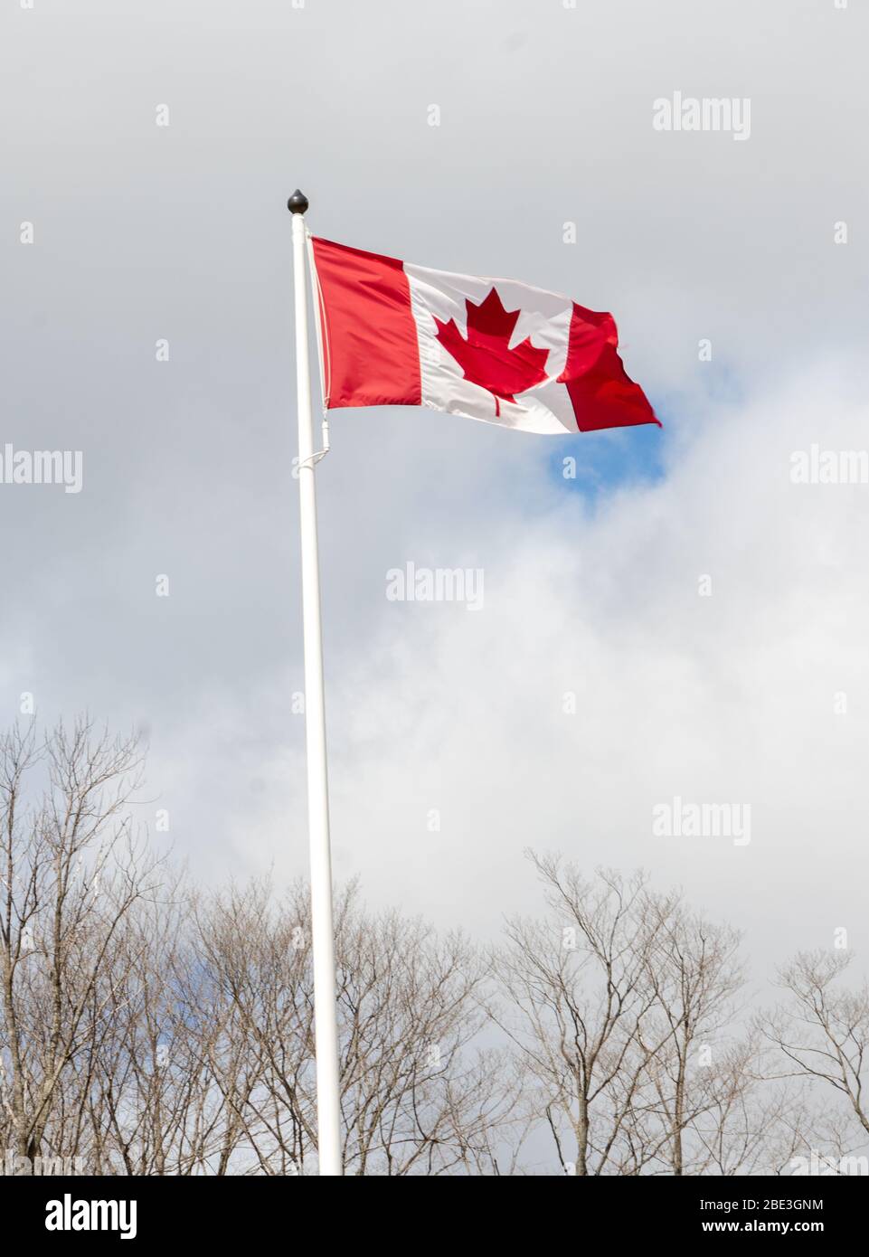 Canadian flag waving above bare trees Stock Photo - Alamy