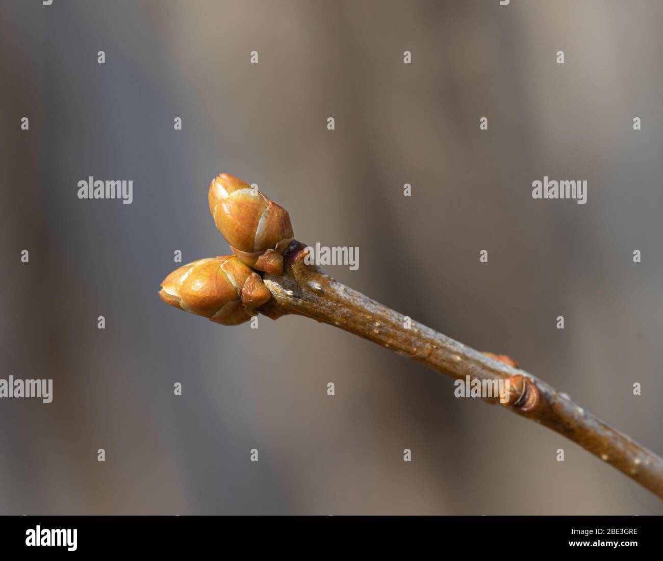Close up of Twin buds on a Japanese willow in springtime Stock Photo ...
