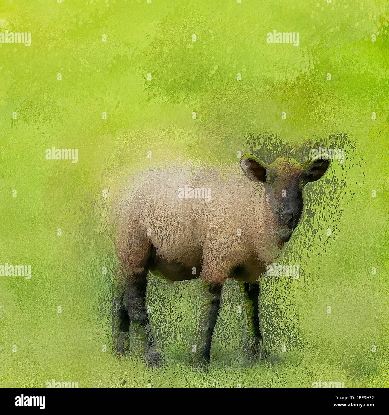 Sheep Photo Art High Resolution Stock Photography and Images - Alamy
