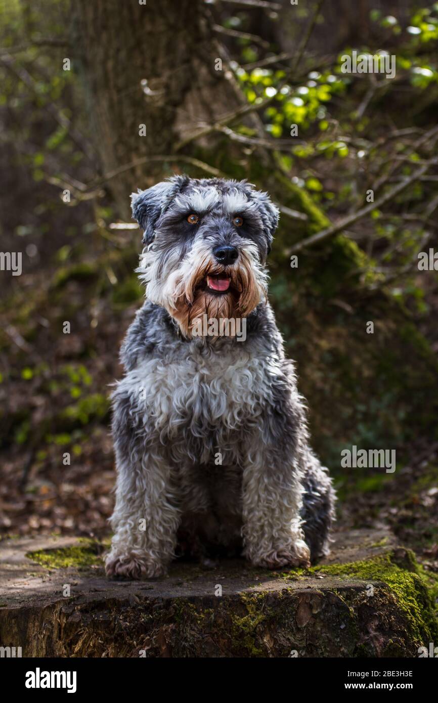 Miniature Schnauzer on a tree stump in Cheshire Stock Photo - Alamy