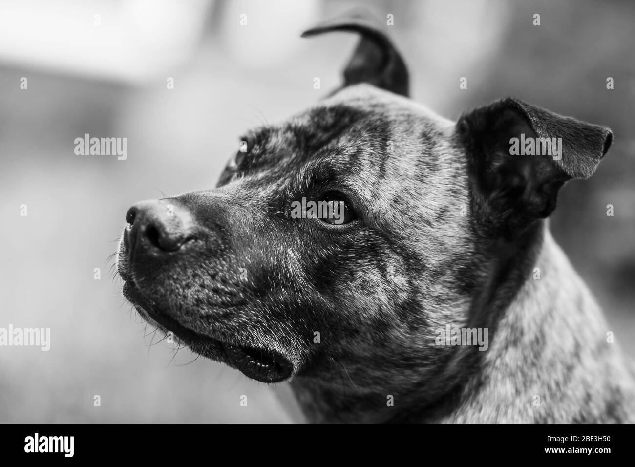 Staffy Lurcher cross headshot captured in Liverpool Stock Photo - Alamy