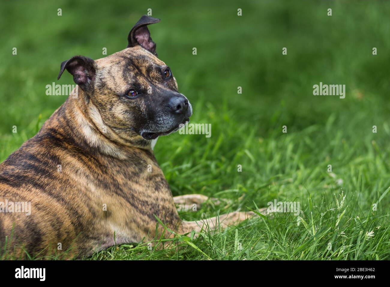 Staffy Lurcher cross in the long grass near Liverpool Stock Photo - Alamy