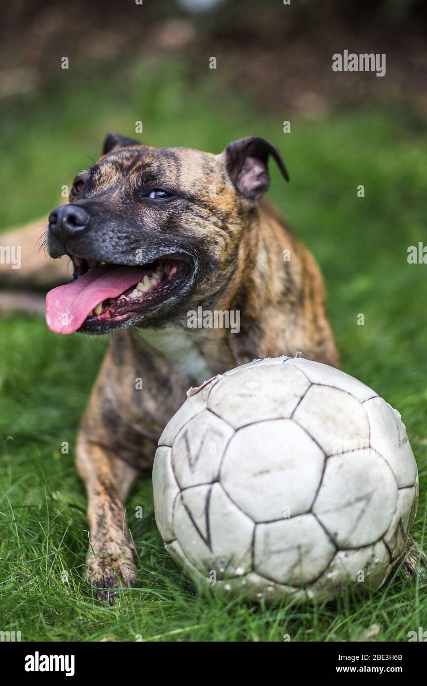 Staffy Lurcher cross with her ball on a lawn Stock Photo - Alamy