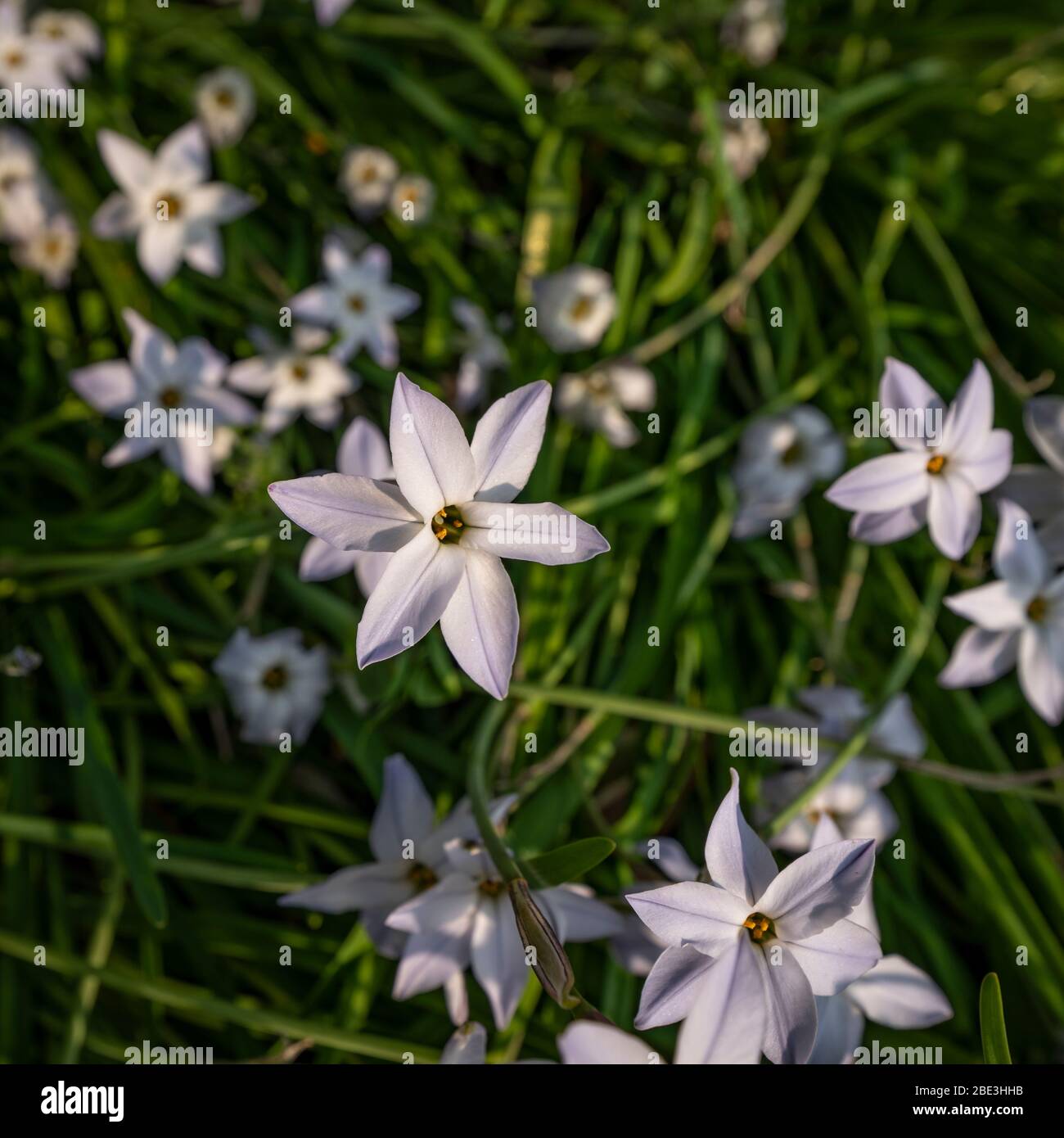 White ipheion hi-res stock photography and images - Alamy