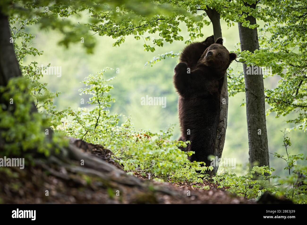 Wild brown bear standing on rear legs and scratching its back on a tree ...