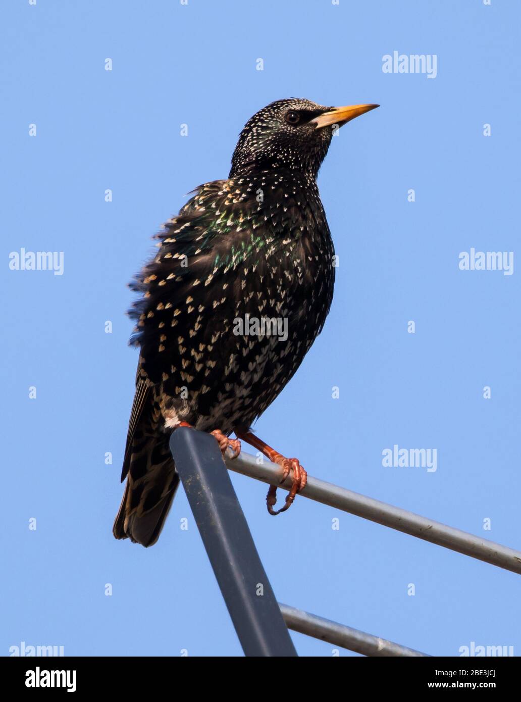 Starling on an ariel roof Stock Photo - Alamy