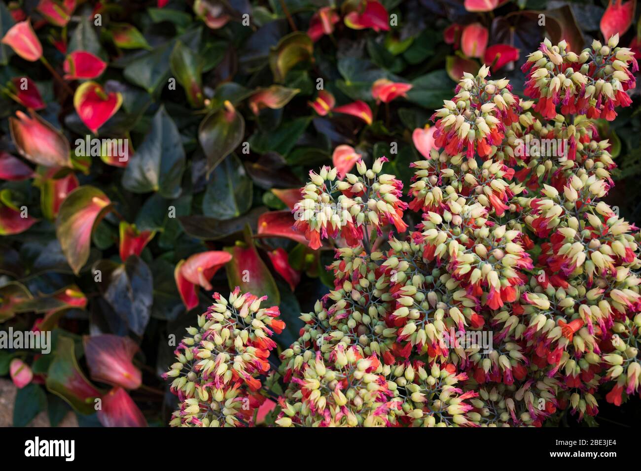 Mother-of-Thousands, of the stonecrop family garden origin, brightens ...