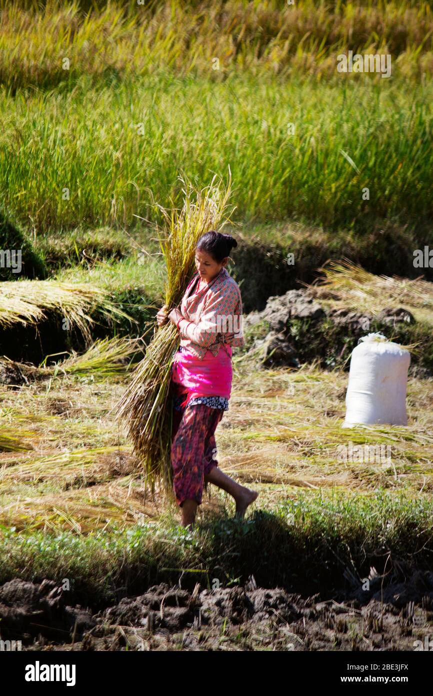 Nepal, Kathmandu Valley, Panauti, Woman, Work, Field, Rice, People ...