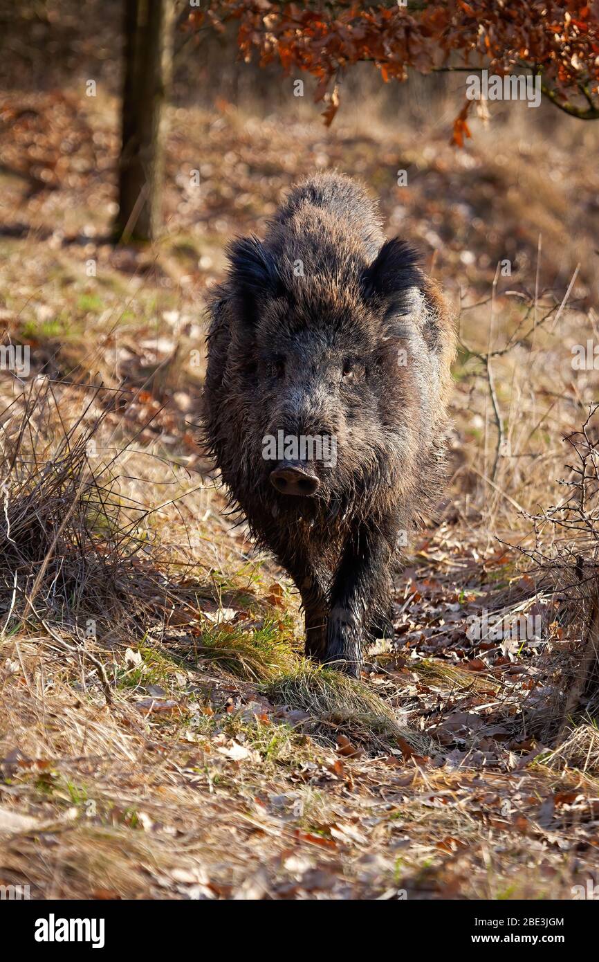 Strong wild boar walking on a path in spring nature at sunrise Stock ...