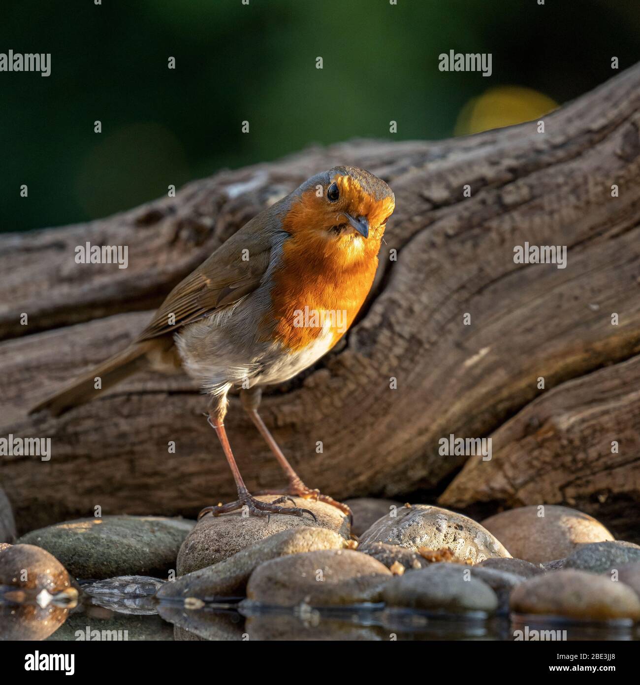 Robin photographed at a garden reflective pool in North Yorkshire Stock ...
