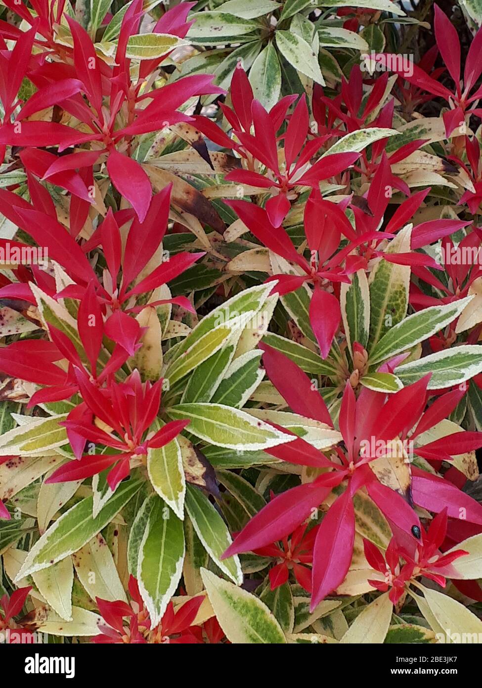 Flame lily tree hi-res stock photography and images - Alamy