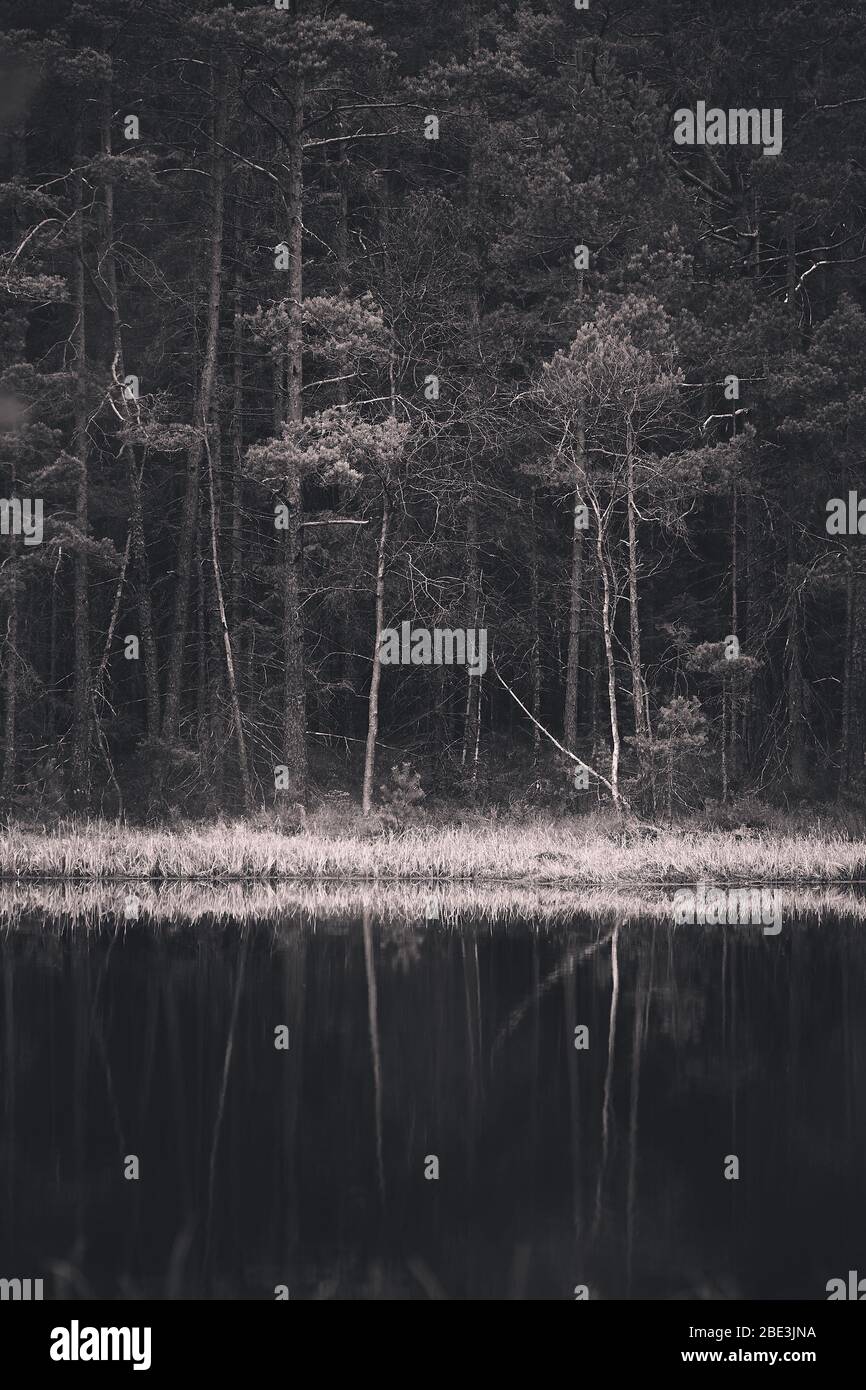 Reflections of the forest in a calm lake Stock Photo - Alamy