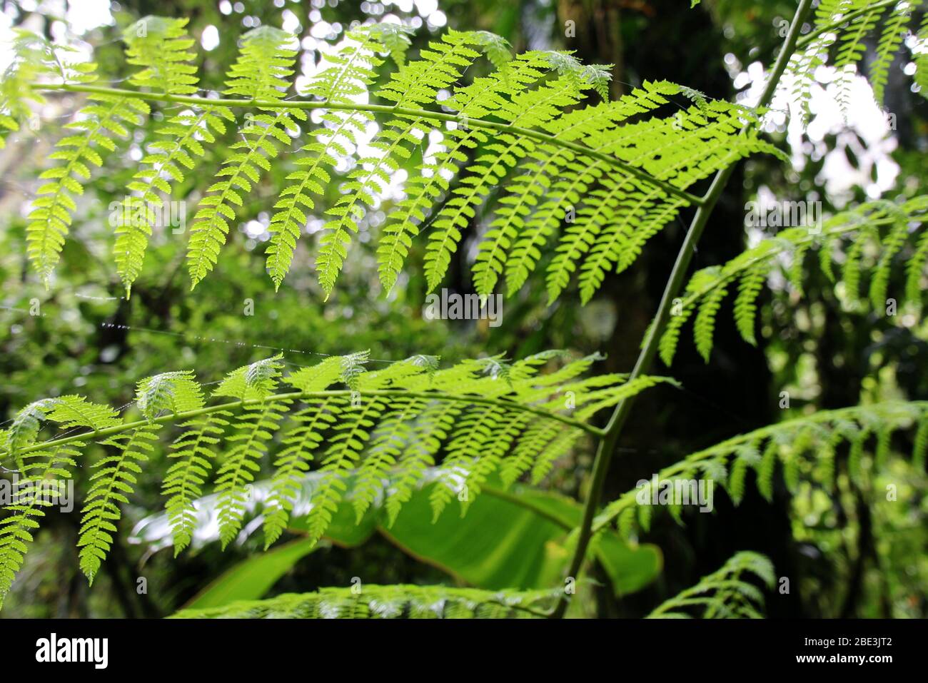 Distinct pattern hi-res stock photography and images - Alamy