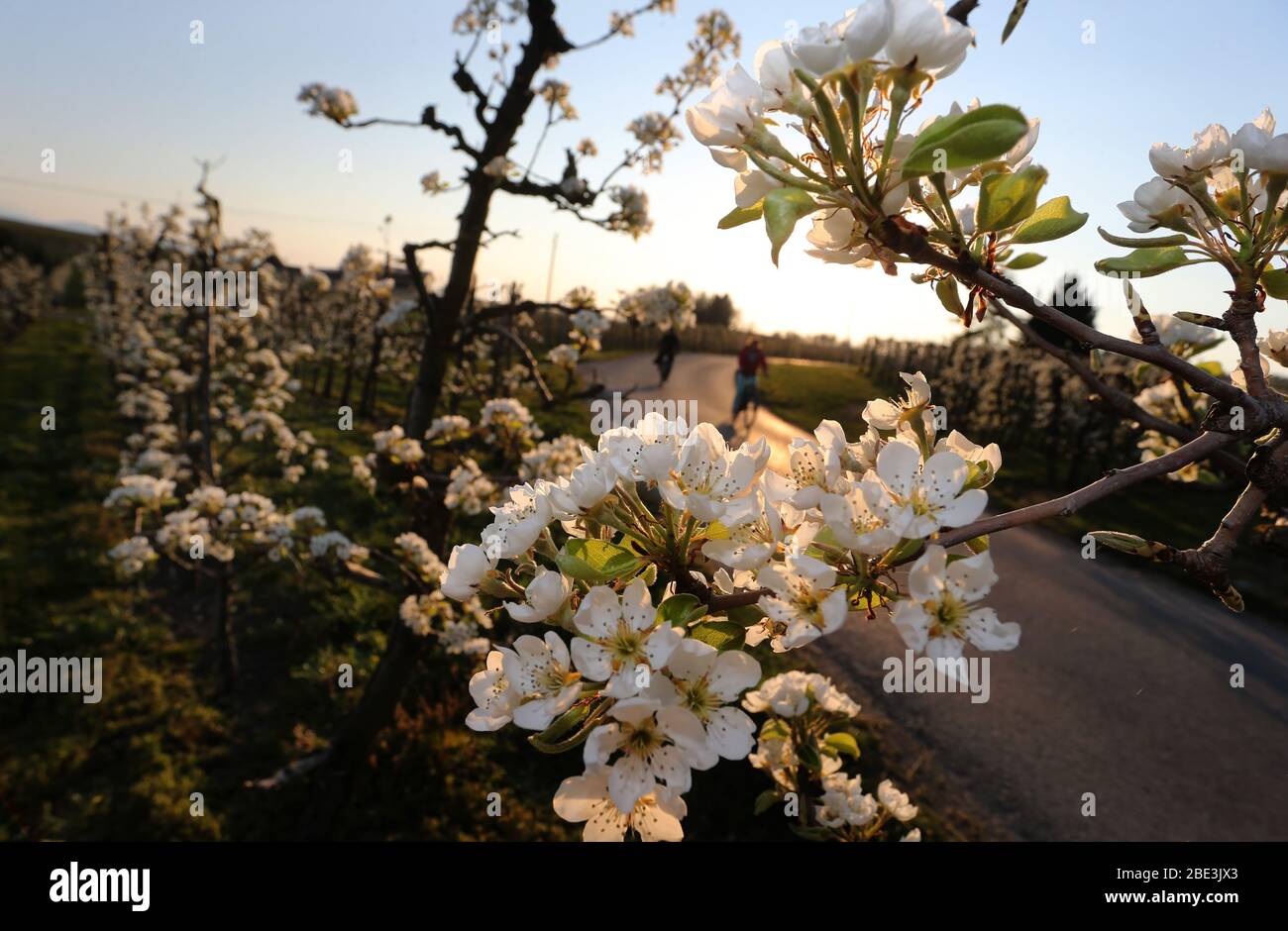 Lindau, Germany. 11th Apr, 2020. Cyclists ride in the evening light ...