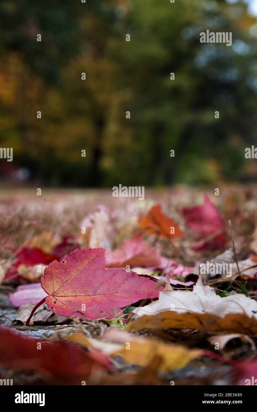 A Fall Scene in Worcester Massachusetts Stock Photo - Alamy