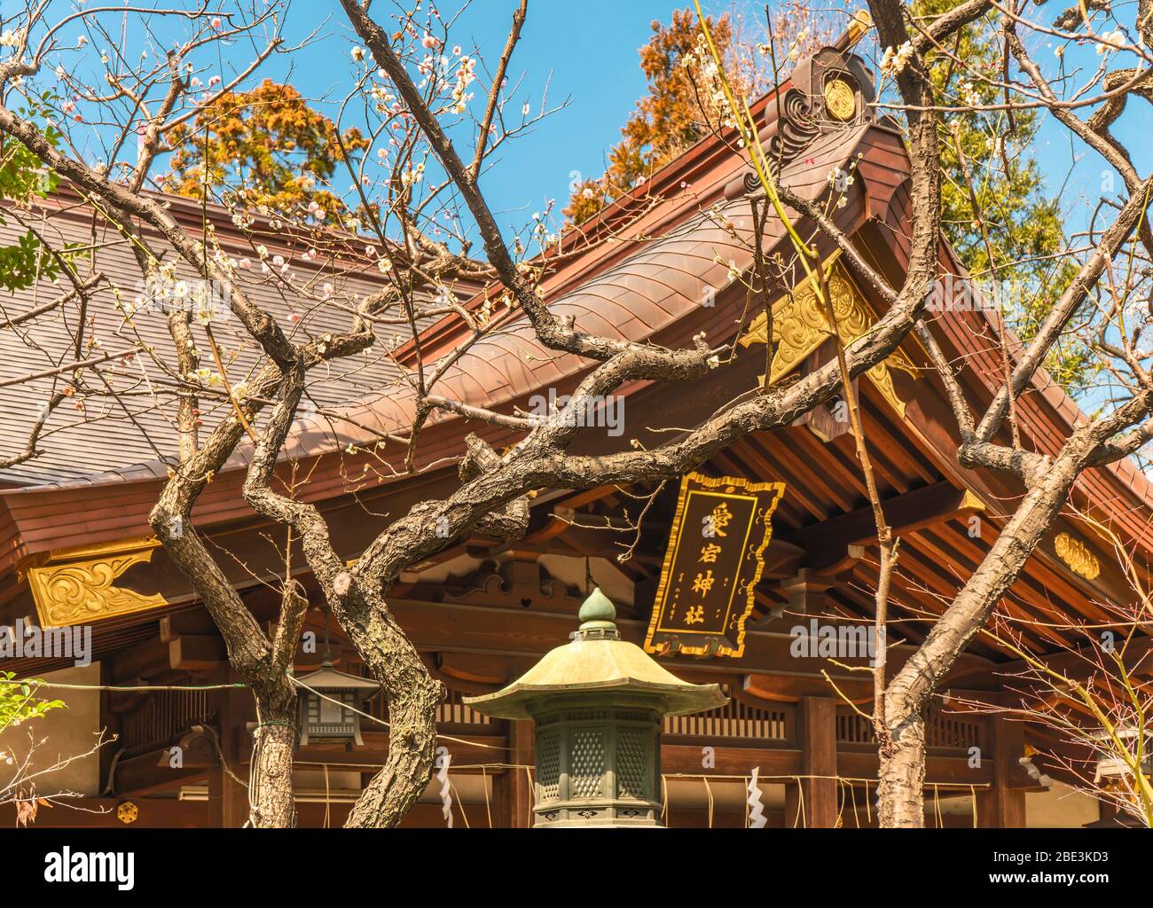 tokyo, japan - march 05 2020: Famous plum tree from which samurai ...