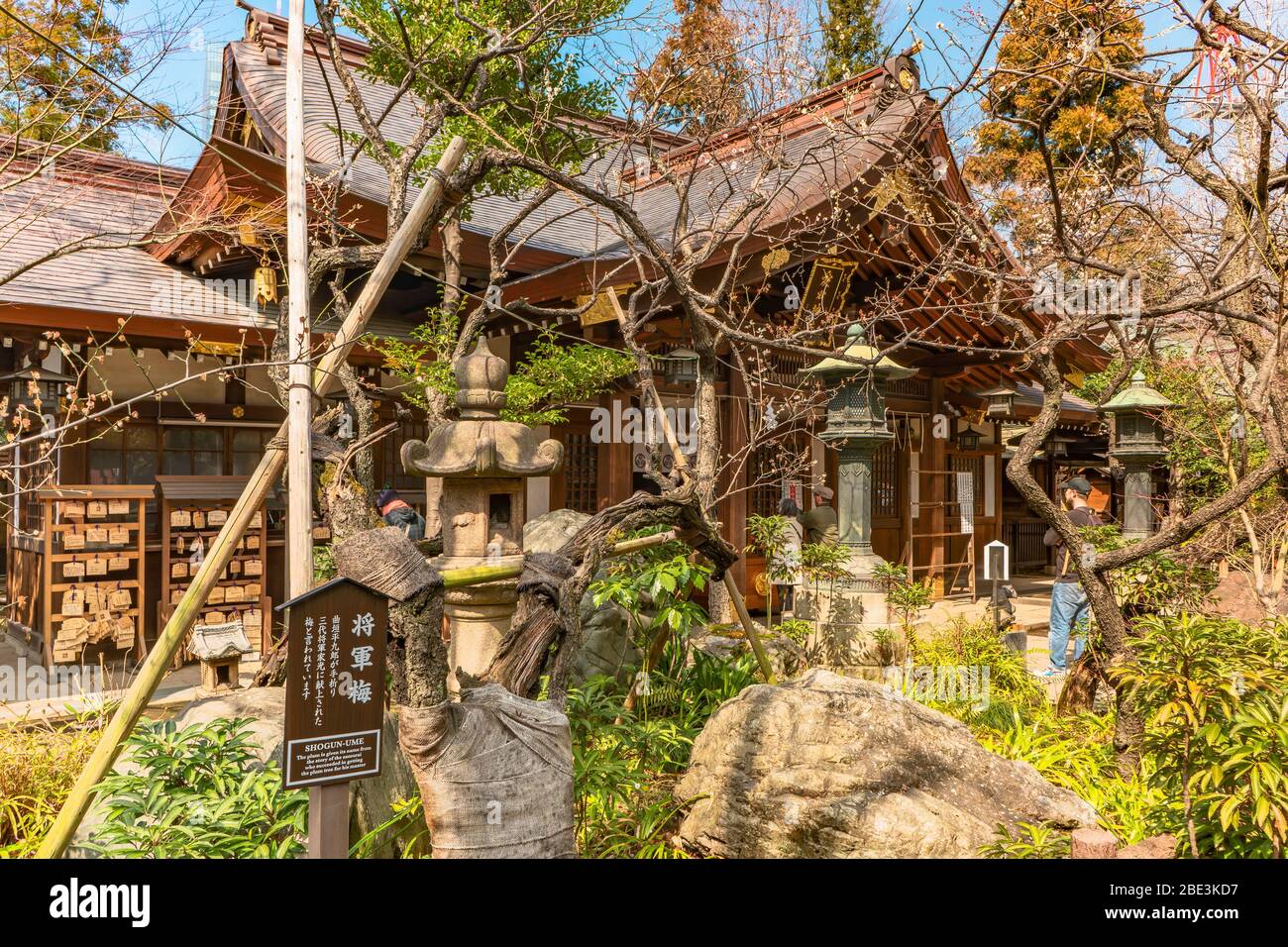 tokyo, japan - march 05 2020: Famous plum tree from which samurai ...