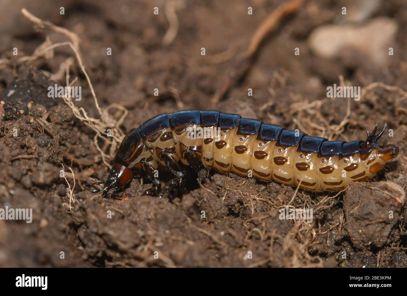 Ground beetle larva hi-res stock photography and images - Alamy