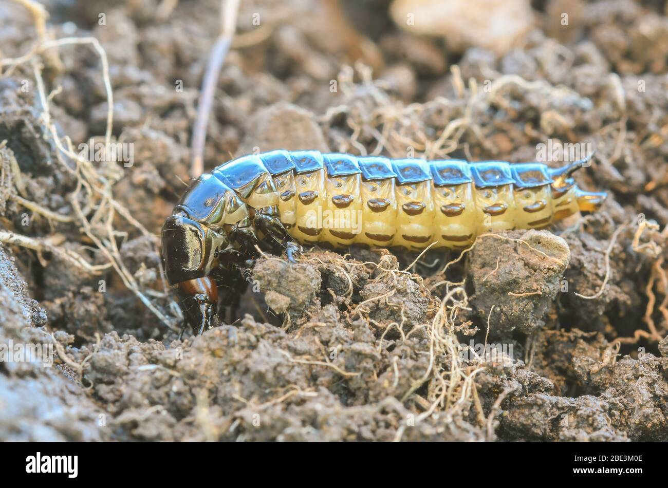 Ground beetle larva hi-res stock photography and images - Alamy