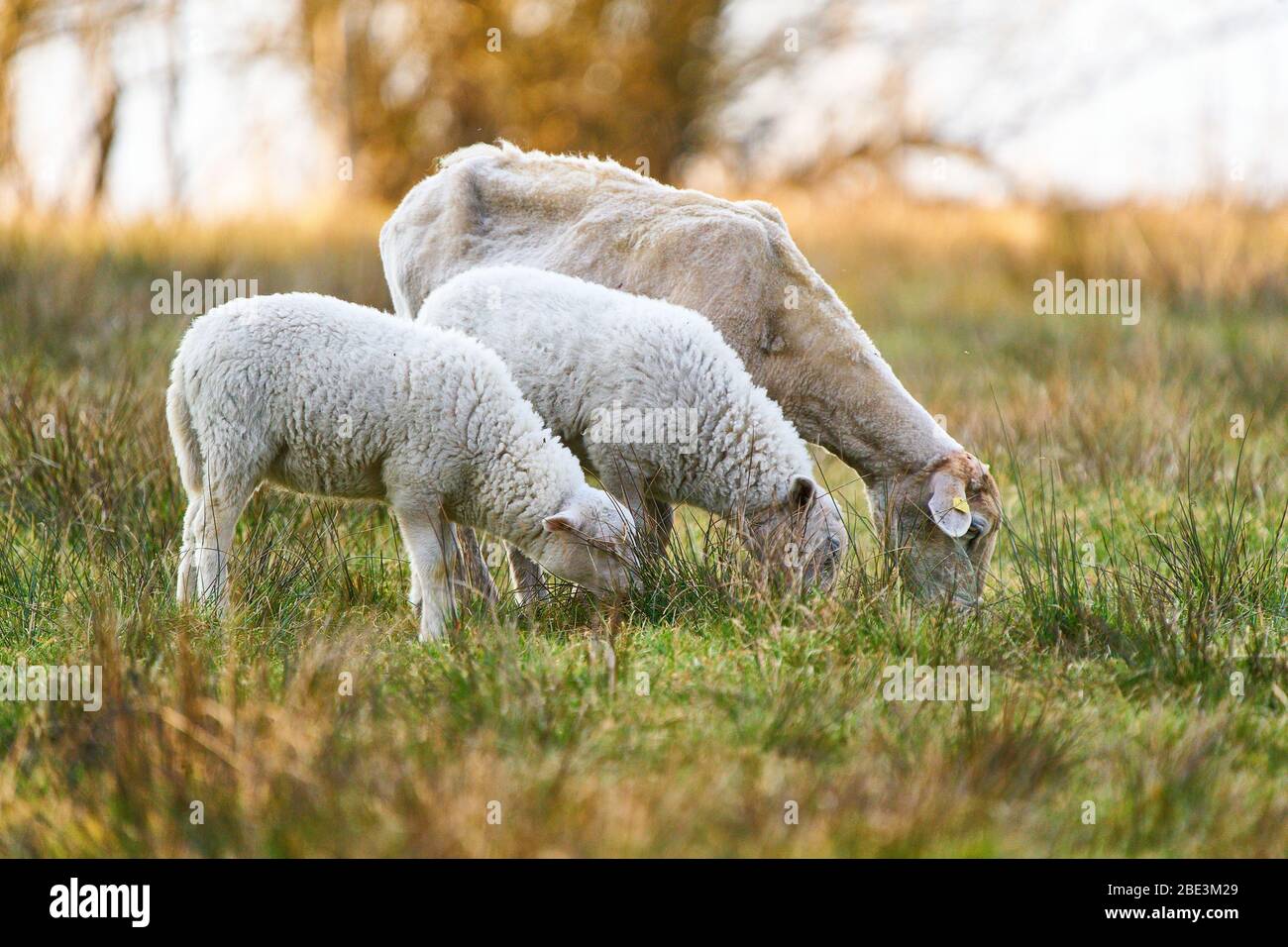 Schaf feature hi-res stock photography and images - Alamy