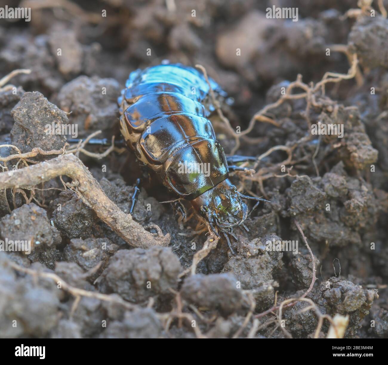 Ground Beetle Larva High Resolution Stock Photography and Images - Alamy