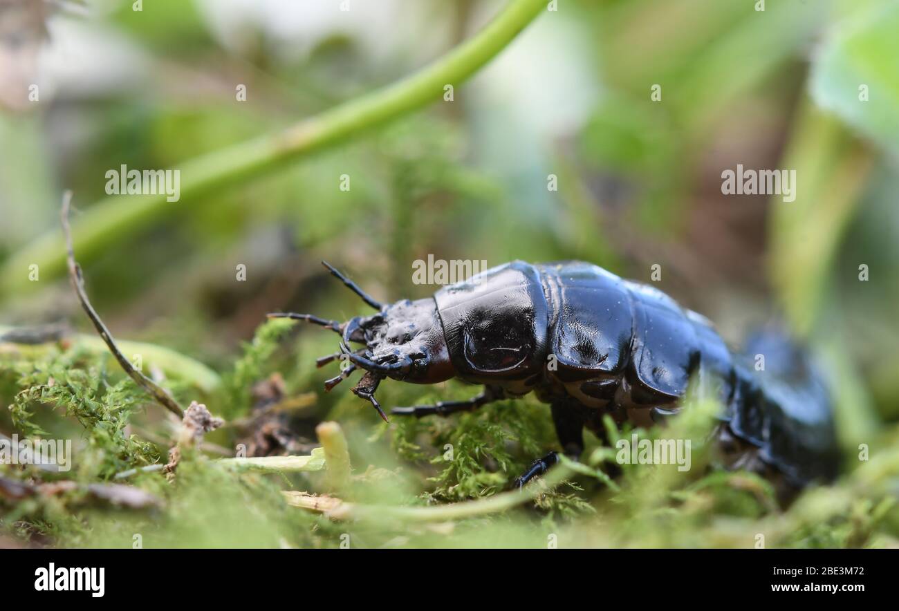 Ground beetle larva hi-res stock photography and images - Alamy