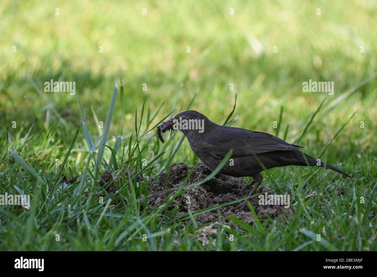Female of common blackbird catching an earthworm in the meadow Stock ...