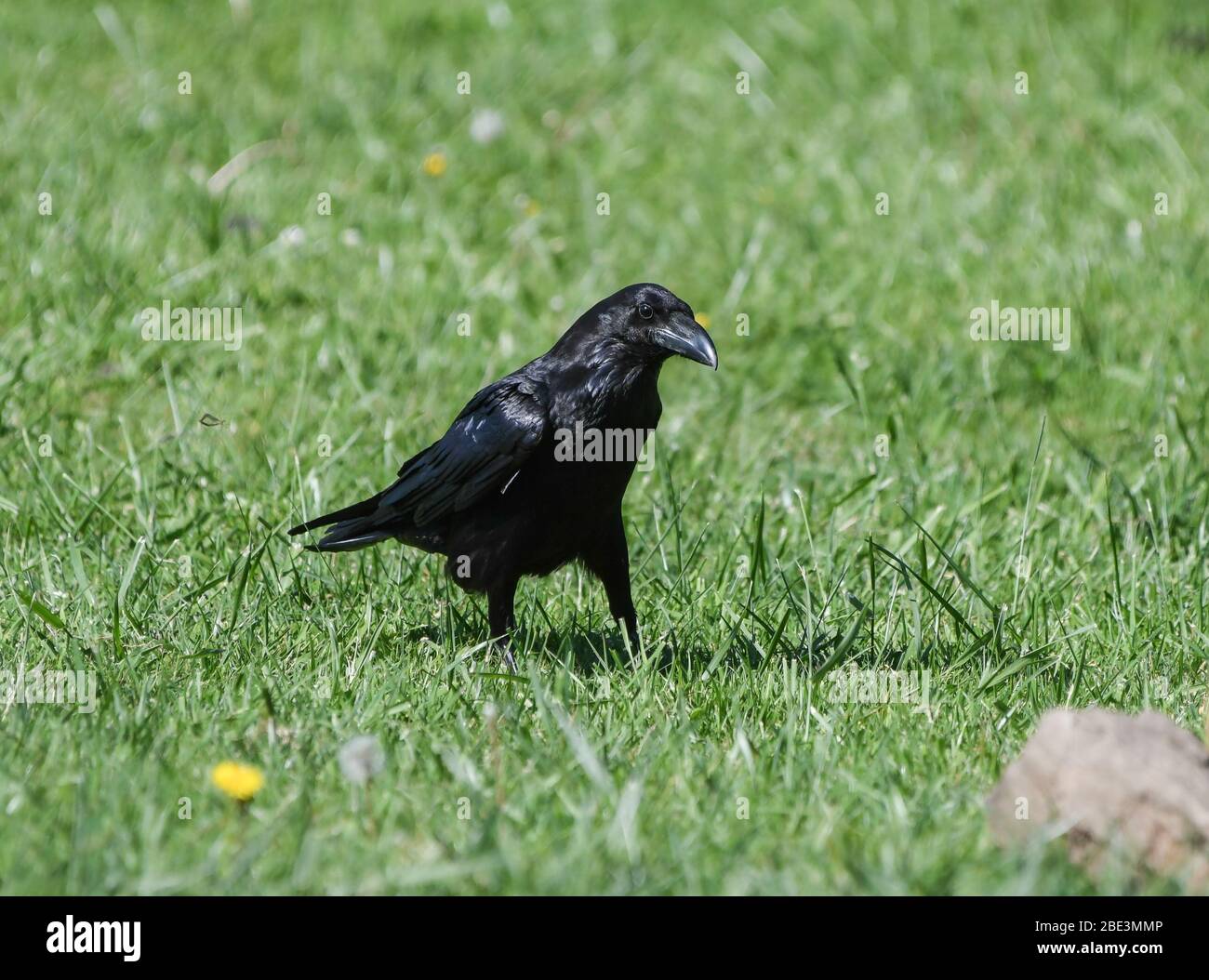 Crow walking hi-res stock photography and images - Alamy
