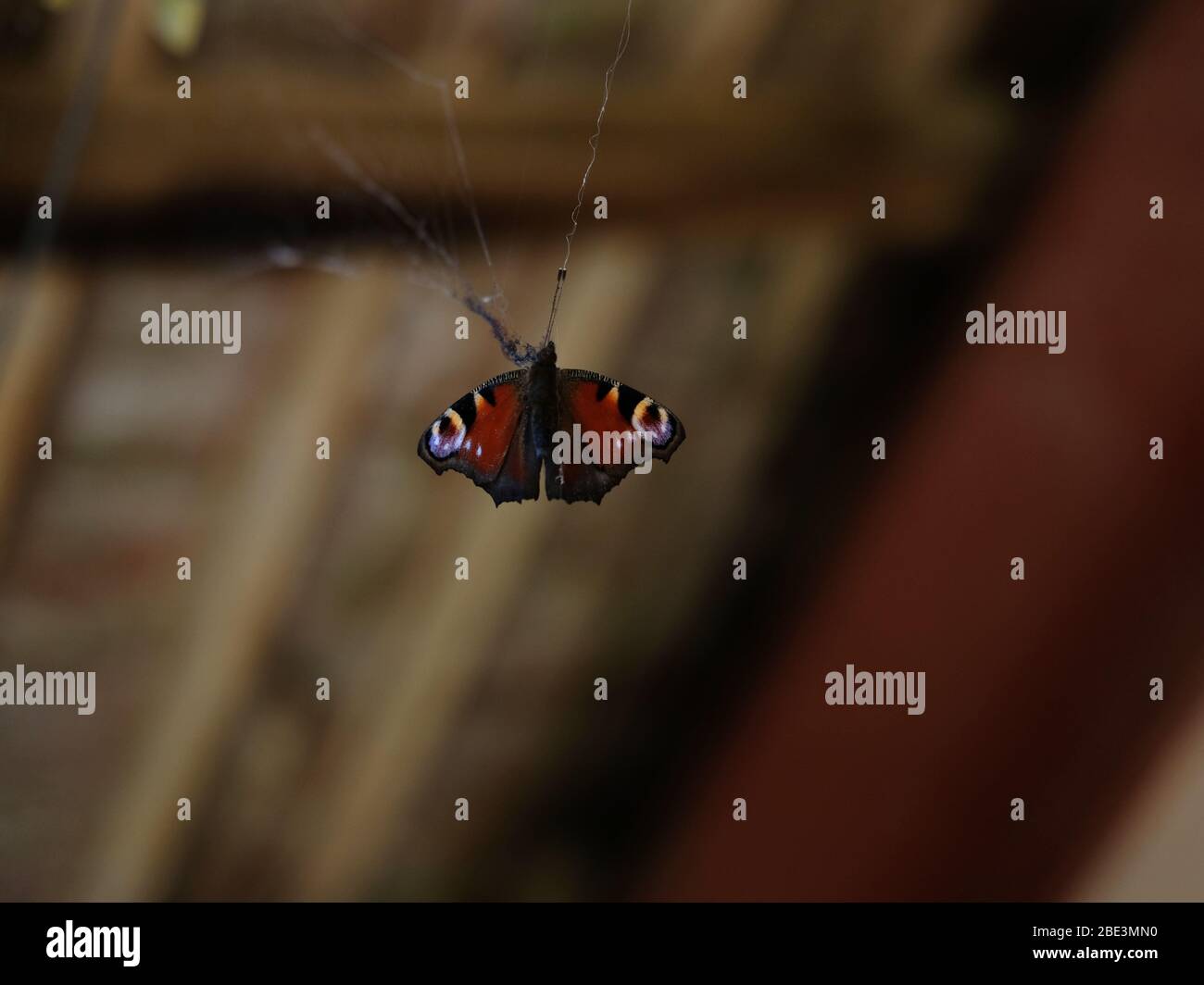 Beautifuly colored butterfly caught in spider web in front of an old ...