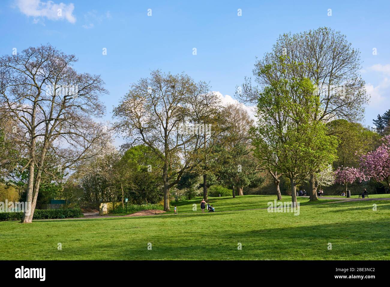 Trees in Springfield Park, Upper Clapton, North London UK, in ...