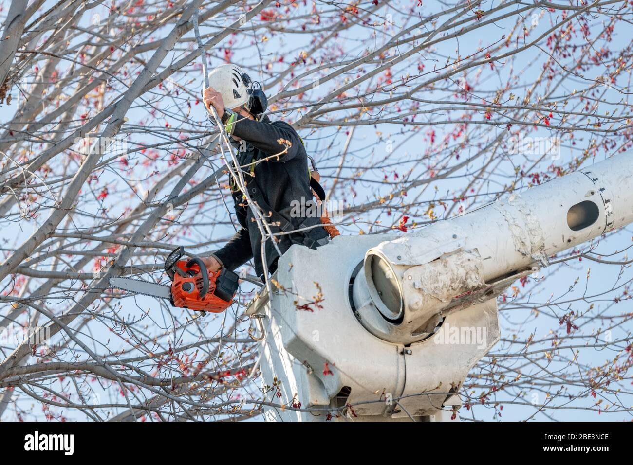 Electric chainsaw used to cut limbs form a tree Stock Photo - Alamy
