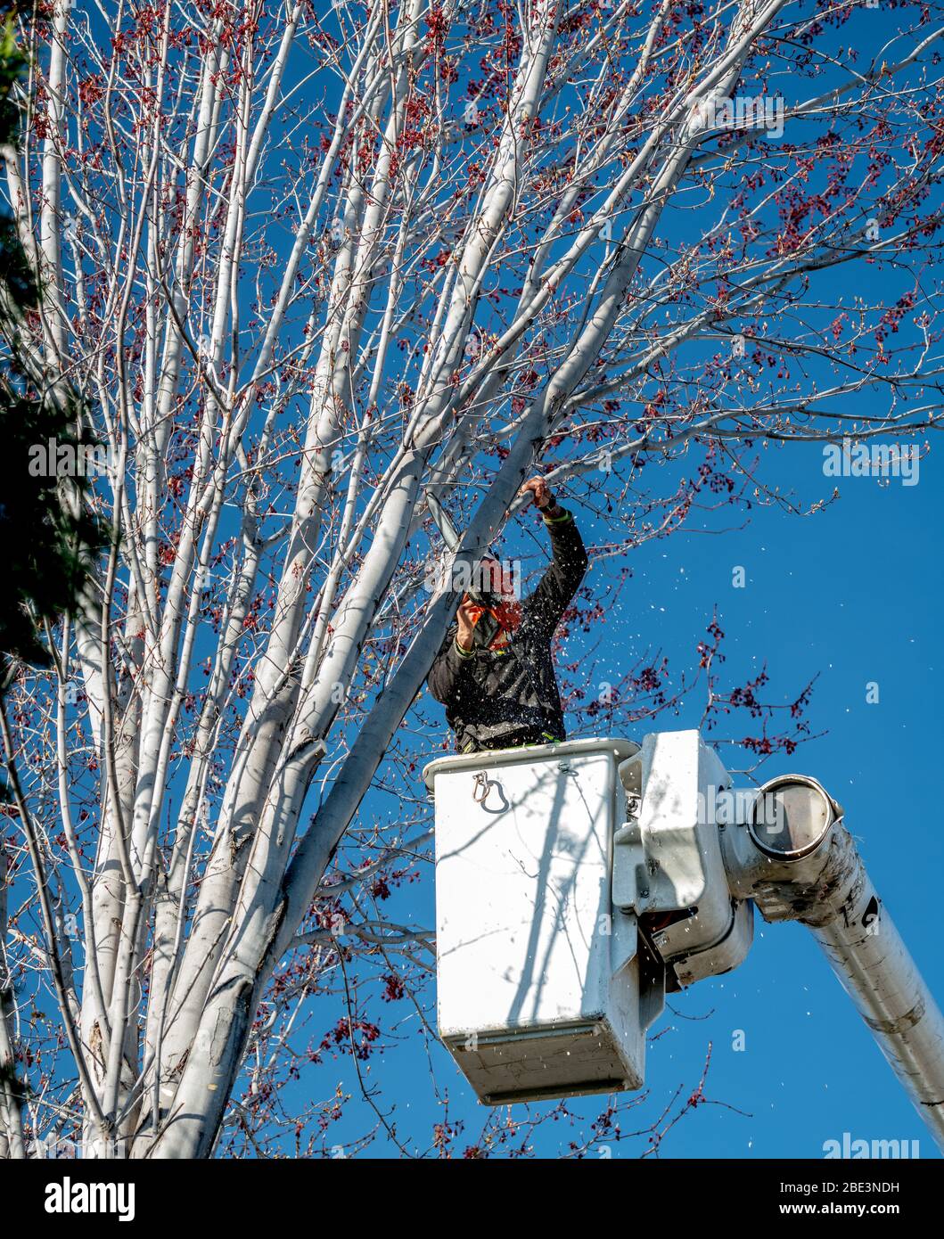 Tree cutting in action hi-res stock photography and images - Alamy