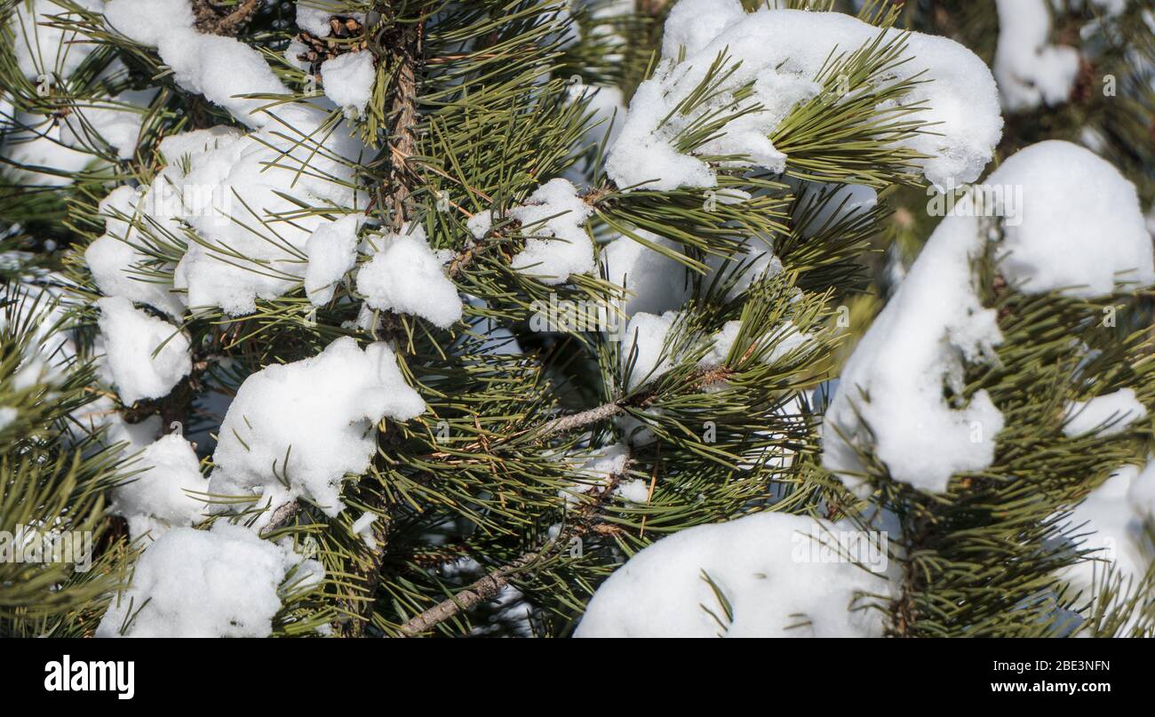 Evergreen calgary hi-res stock photography and images - Alamy