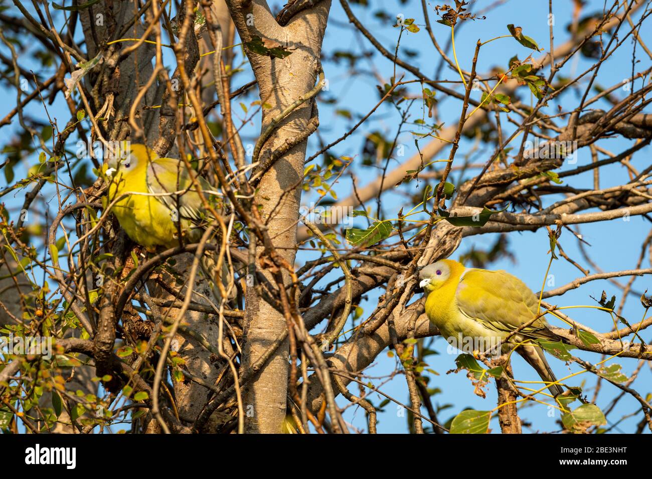 Yellow footed green pigeon or yellow-legged green pigeon at keoladeo ...