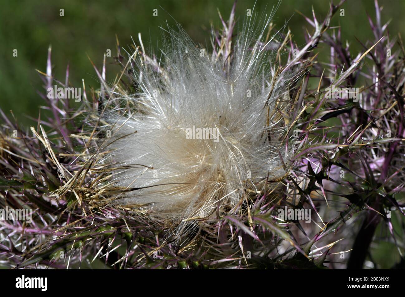 Cotton weed hi-res stock photography and images - Alamy
