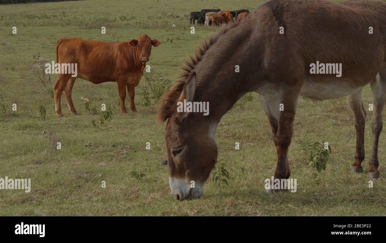 Donkey and cow on a farm Stock Photo - Alamy