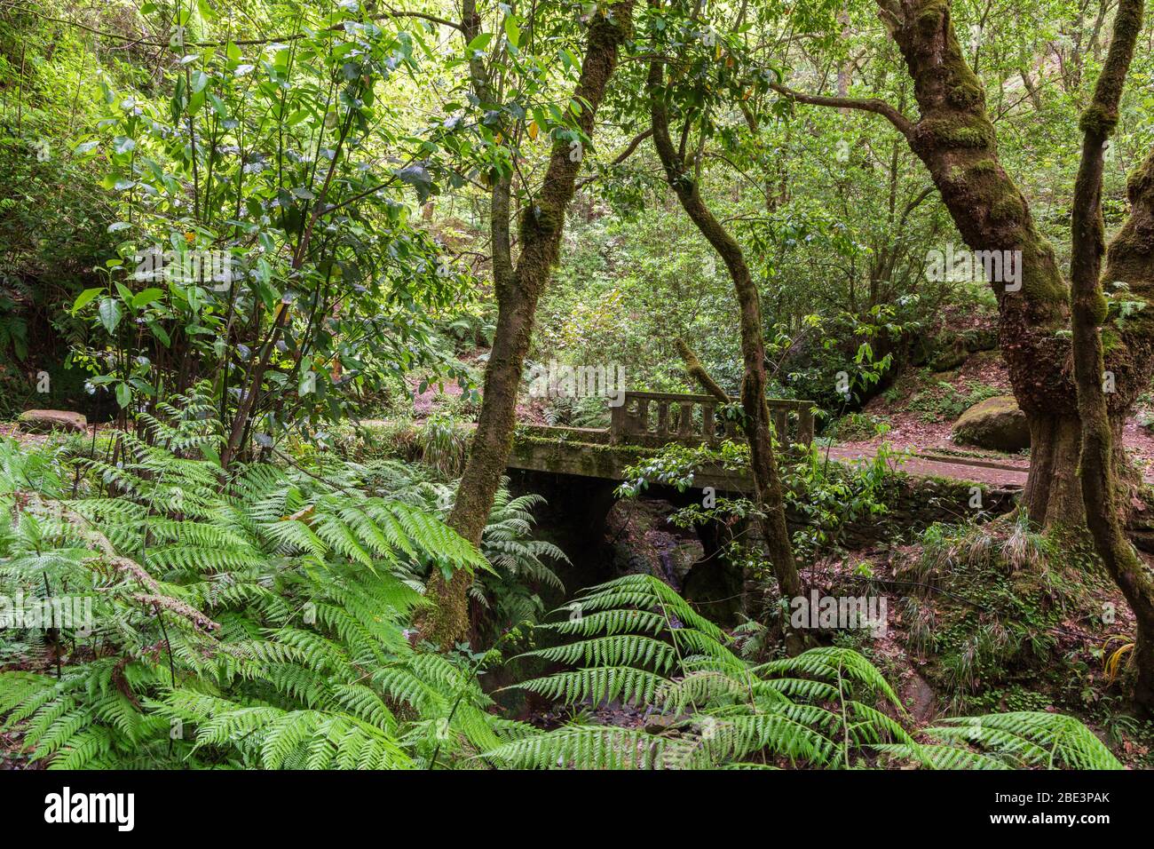 A walking trail along madeira's levada in the relic forest Stock Photo ...
