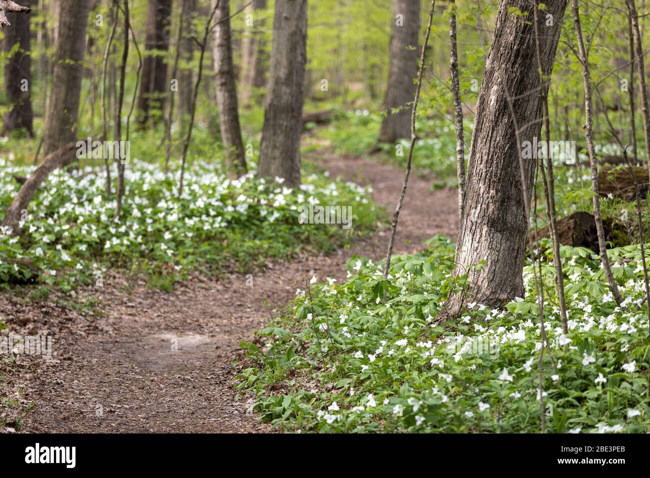 Trillium wildflowers hi-res stock photography and images - Alamy