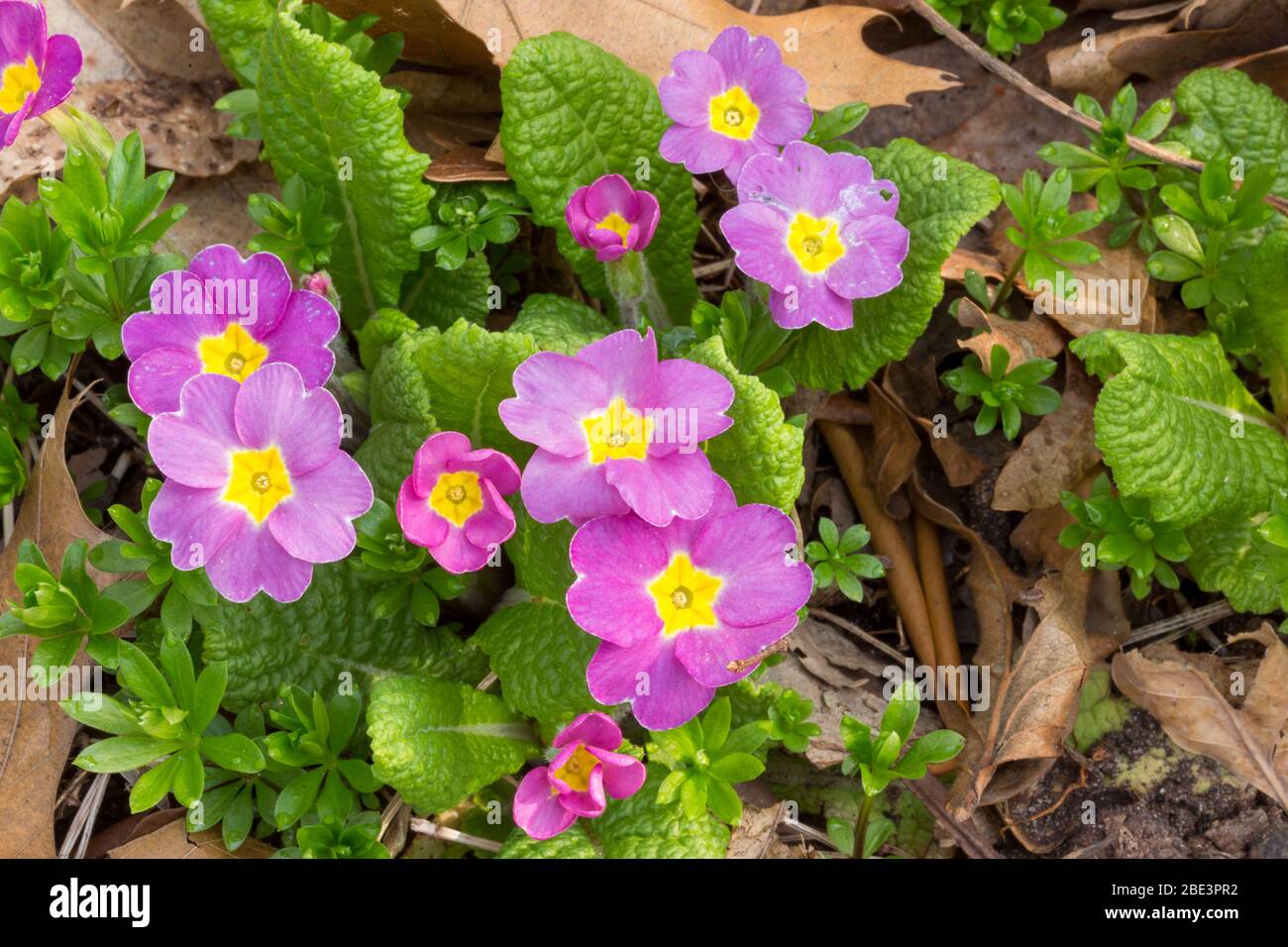 Spring leaves blooming hi-res stock photography and images - Alamy