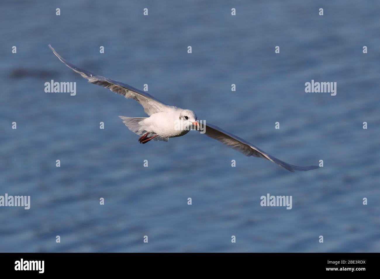 Mediterranean Gulls Ichthyaetus Melanocephalus High Resolution Stock ...
