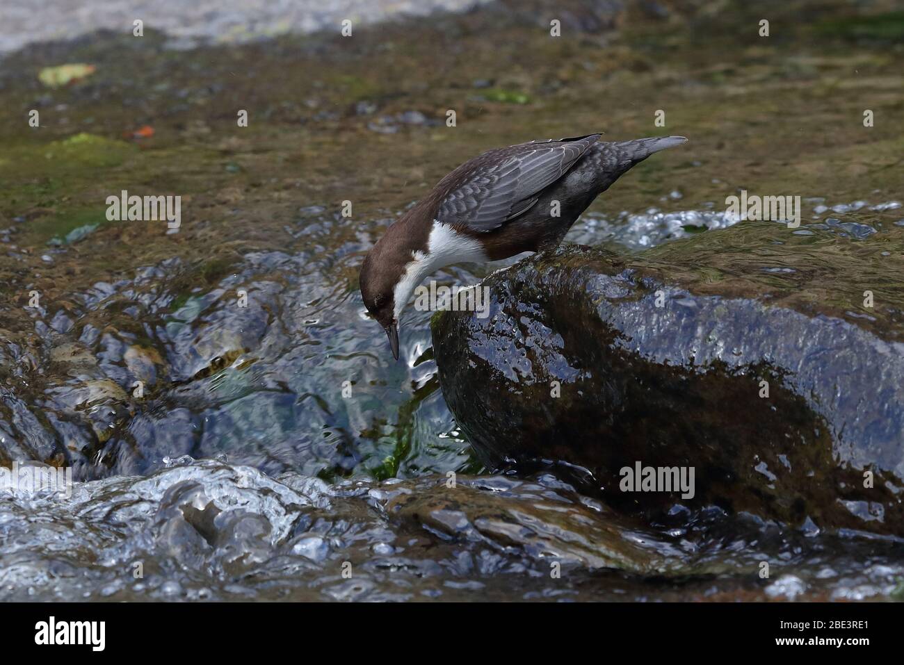 Dipper feeding in the River Lyn Stock Photo - Alamy