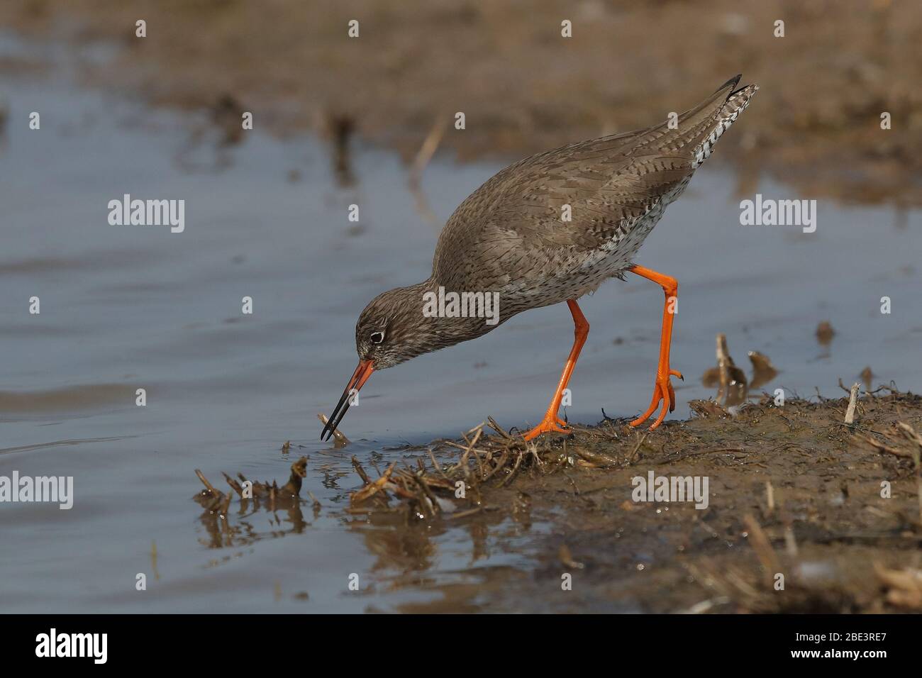 Common Redshank feeding Stock Photo - Alamy