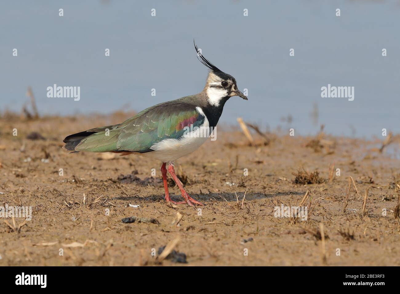 Adult lapwing hi-res stock photography and images - Alamy