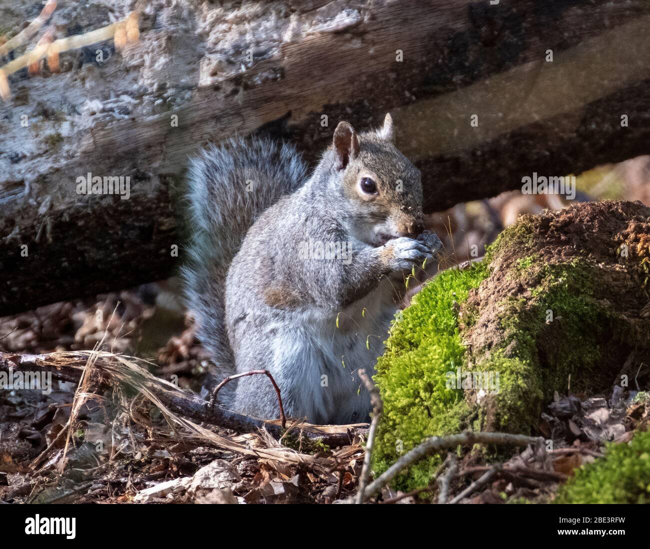 Sciurus carolinensis in open countryside hi-res stock photography and ...