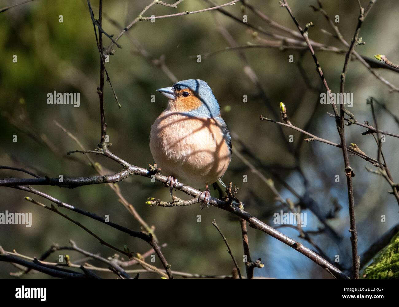 British species of finches hi-res stock photography and images - Alamy