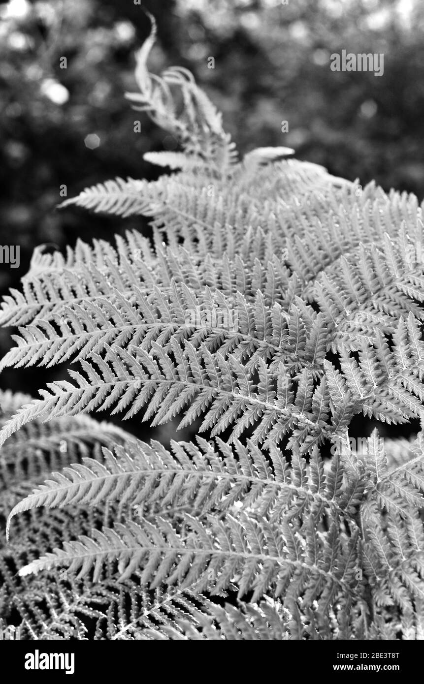 Beautiful Nature - leaf of a fern in a garden in London Stock Photo - Alamy