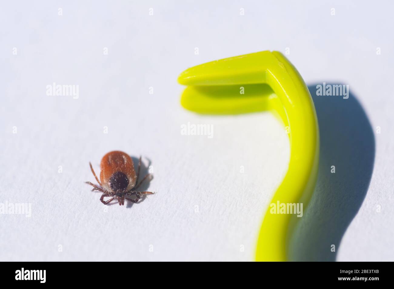 France, Loiret (45), tick female (Ixodes ricinus) and tick extractor ...