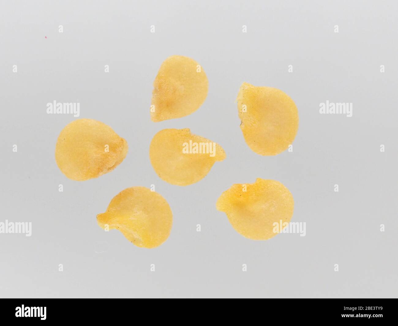 April 2020, Close Up Of Isolated Chilli Pepper (Capsicum Annuum) Seeds ...